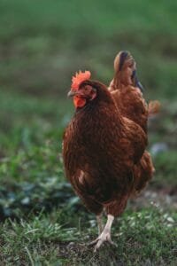 Backyard Chicken Keeping Guide: Everything You Need to Know Before ...