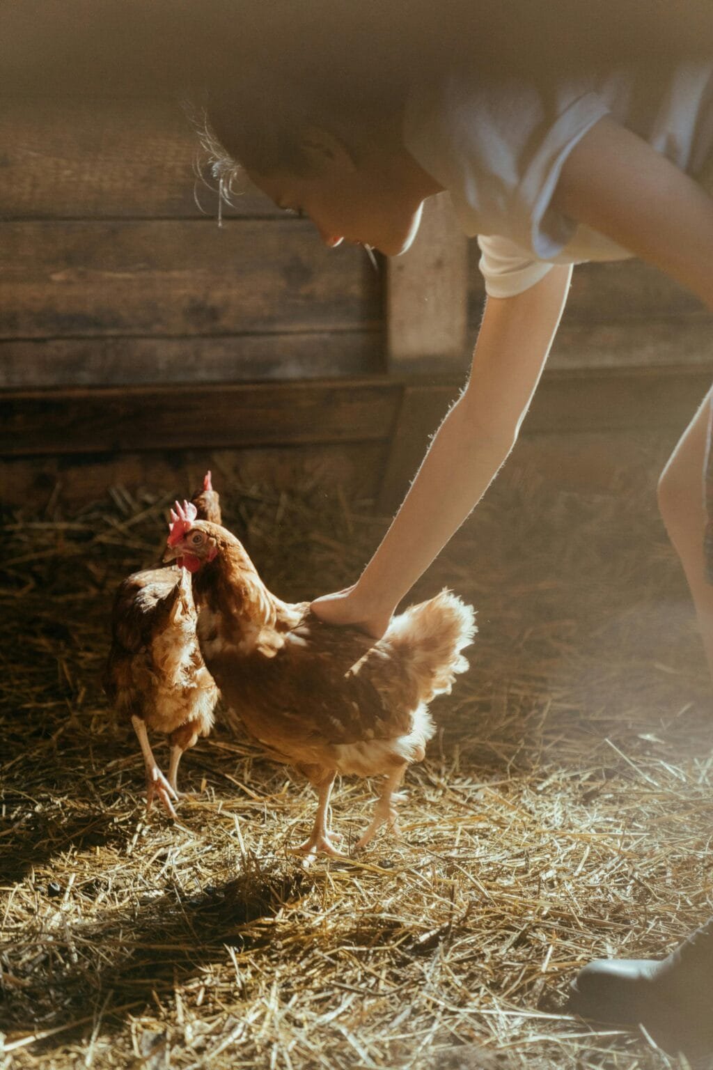 Backyard Chicken Keeping Guide: Everything You Need to Know Before ...